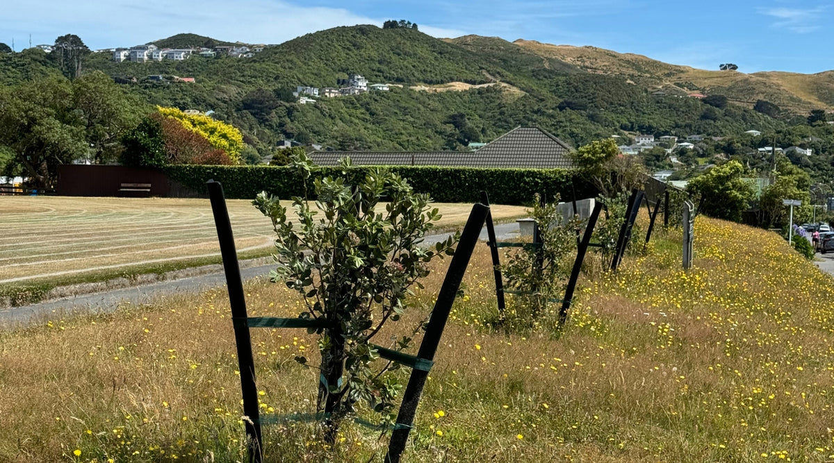 Ben Burn Park, Karori, Wellington – TerraCottem New Zealand